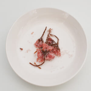 Salty Sakura Flower Bulk 1kg – Kanes Tea